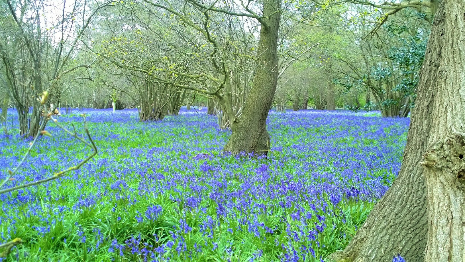Haughley Park | Bluebell Sundays | Suffolk Event