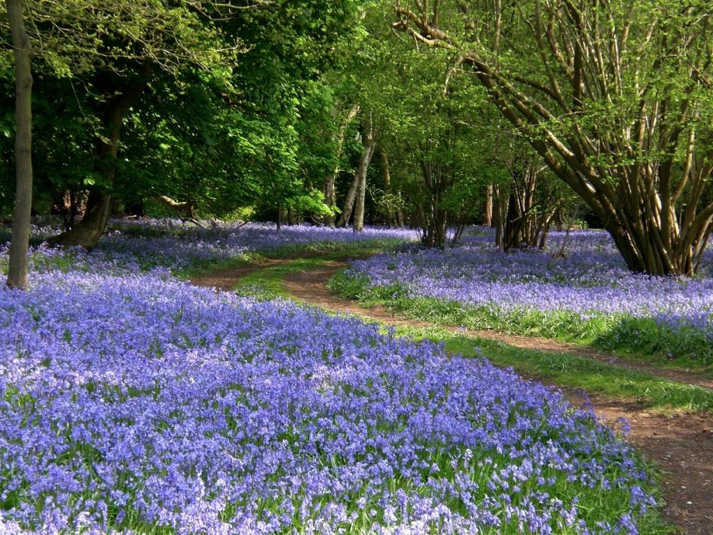 Haughley Park | Bluebell Sundays | Suffolk Event